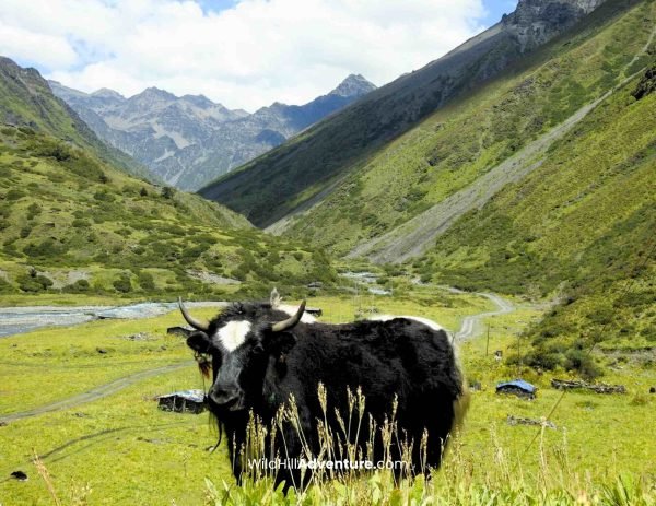 Mago Valley Travel Guide - Wild Hill Adventure